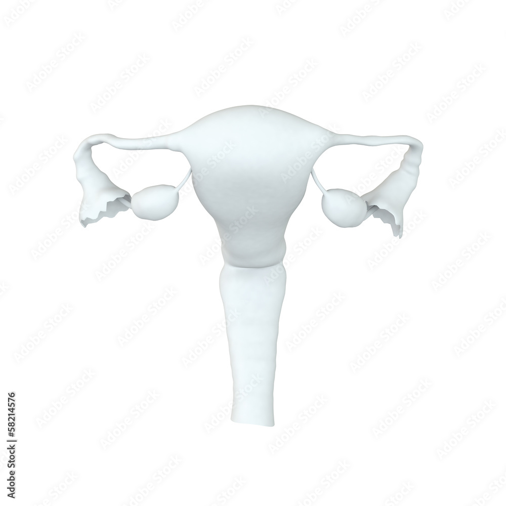 Weibliche Geschlechtsorgane ilustración de Stock | Adobe Stock