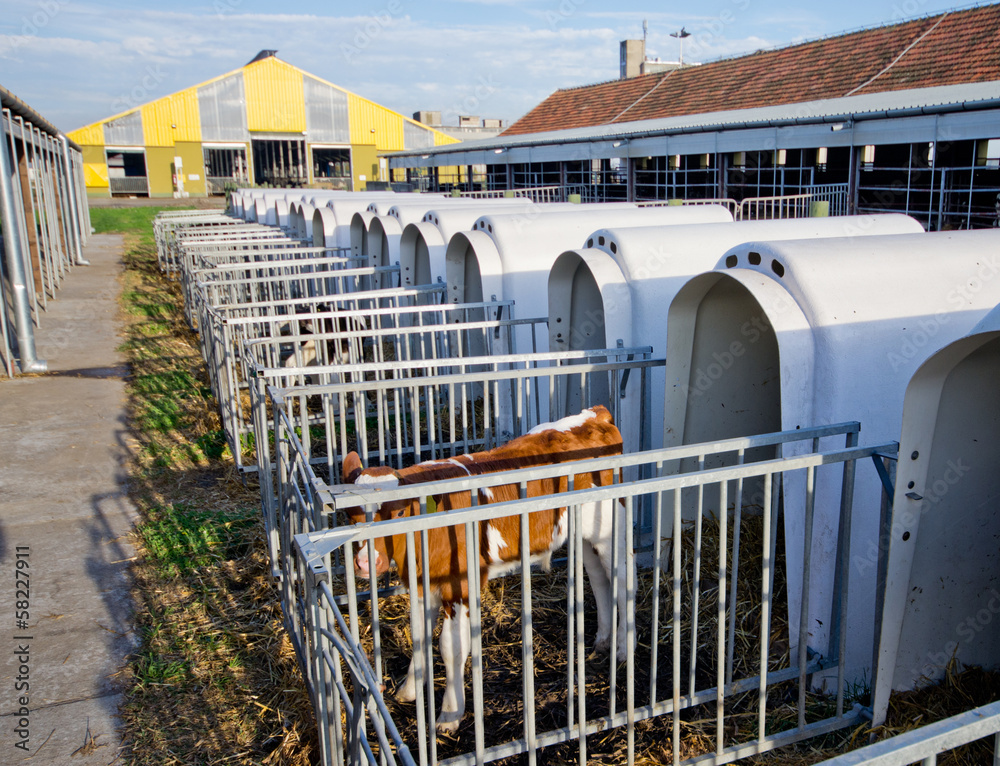 Young calf in separate cage on dairy farm Stock Photo | Adobe Stock