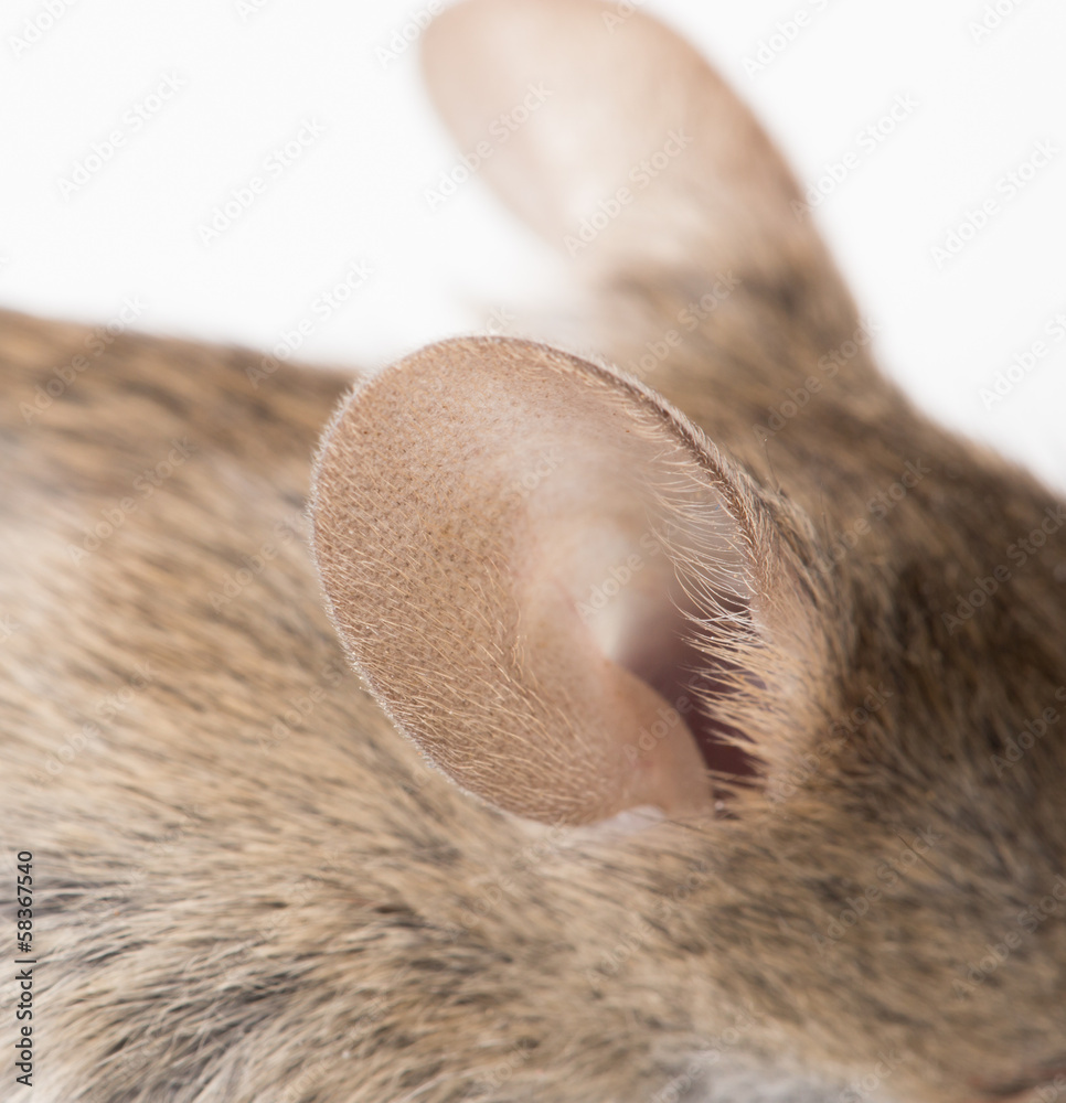 ear of the mouse. macro Stock Photo | Adobe Stock