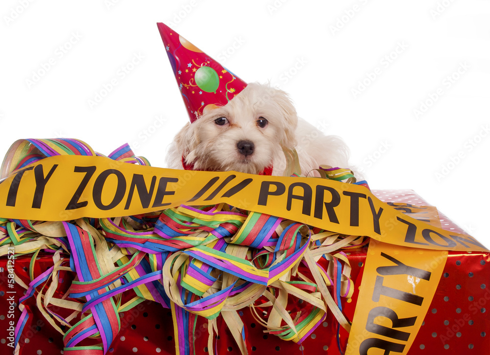 maltese dog with party hat with white background Stock Photo | Adobe Stock