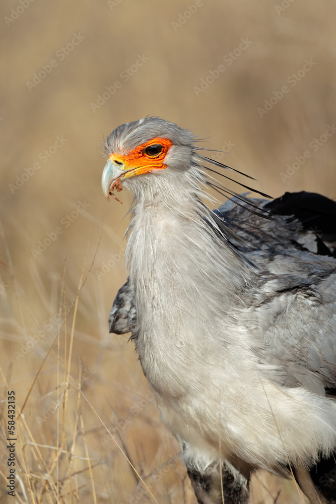 Secretary bird Stock Photo | Adobe Stock