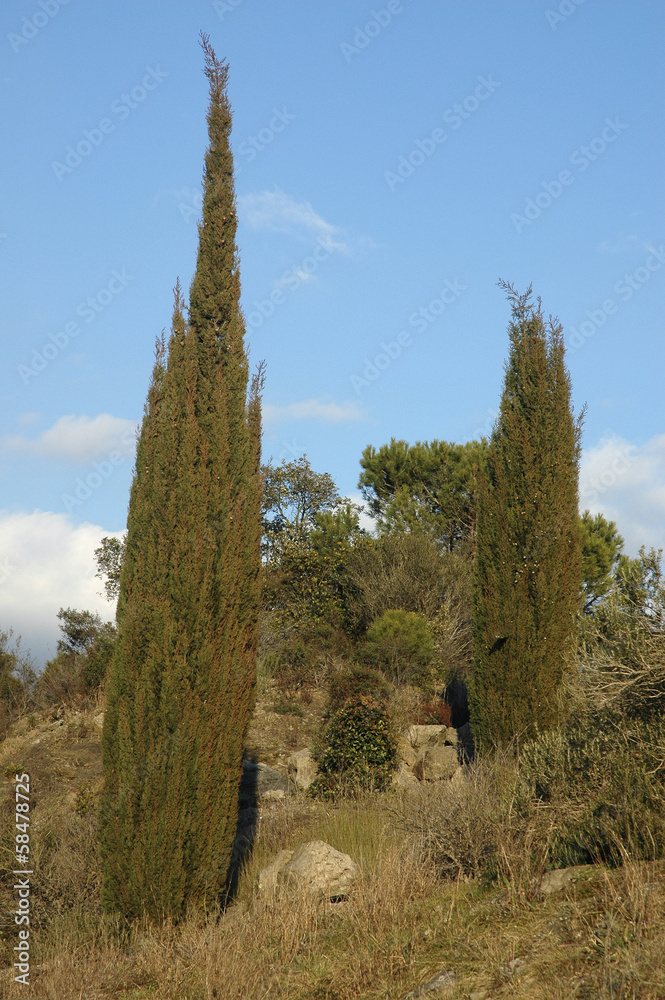 Cupressus sempervirens, Cyprés de Provence Stock Photo | Adobe Stock