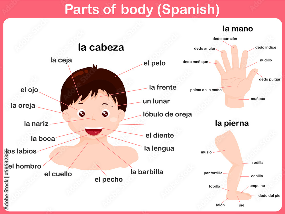 Parts Of The Body In Spanish And English