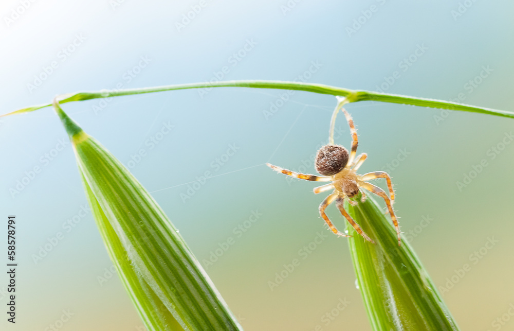 Caught In A Web Stock Photo | Adobe Stock