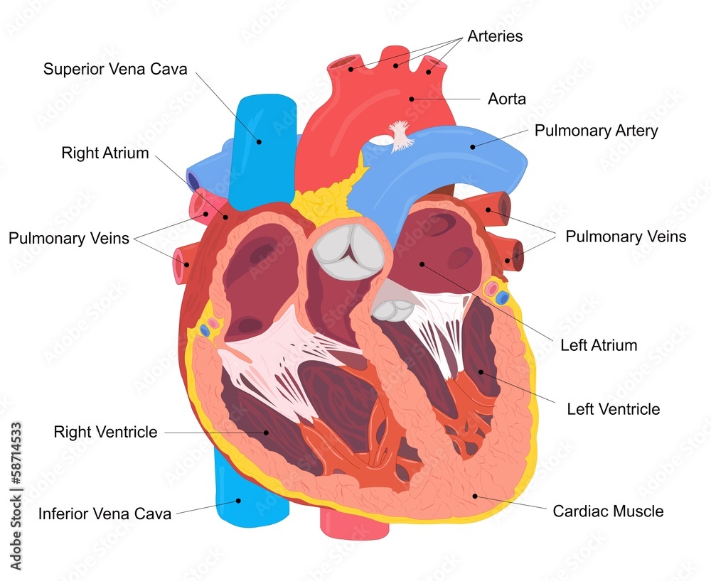 Human Heart Cross Section Stock Vector | Adobe Stock