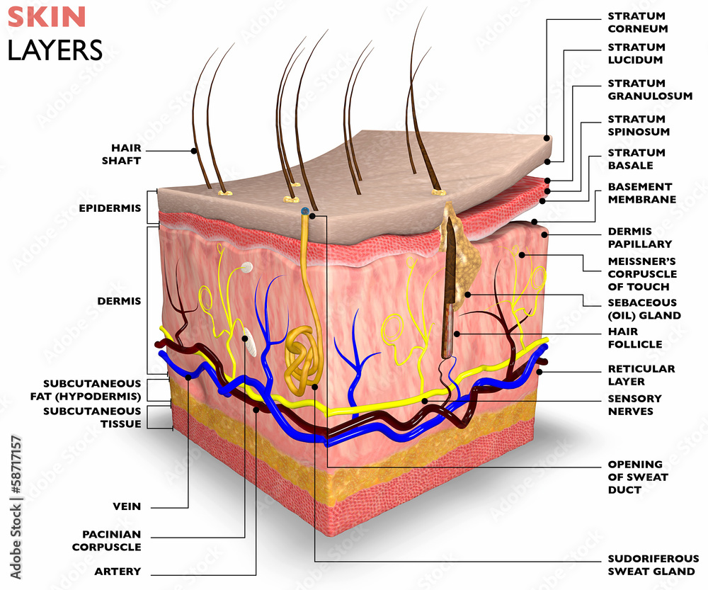 Sezione pelle corpo umano, anatomia Stock Illustration | Adobe Stock
