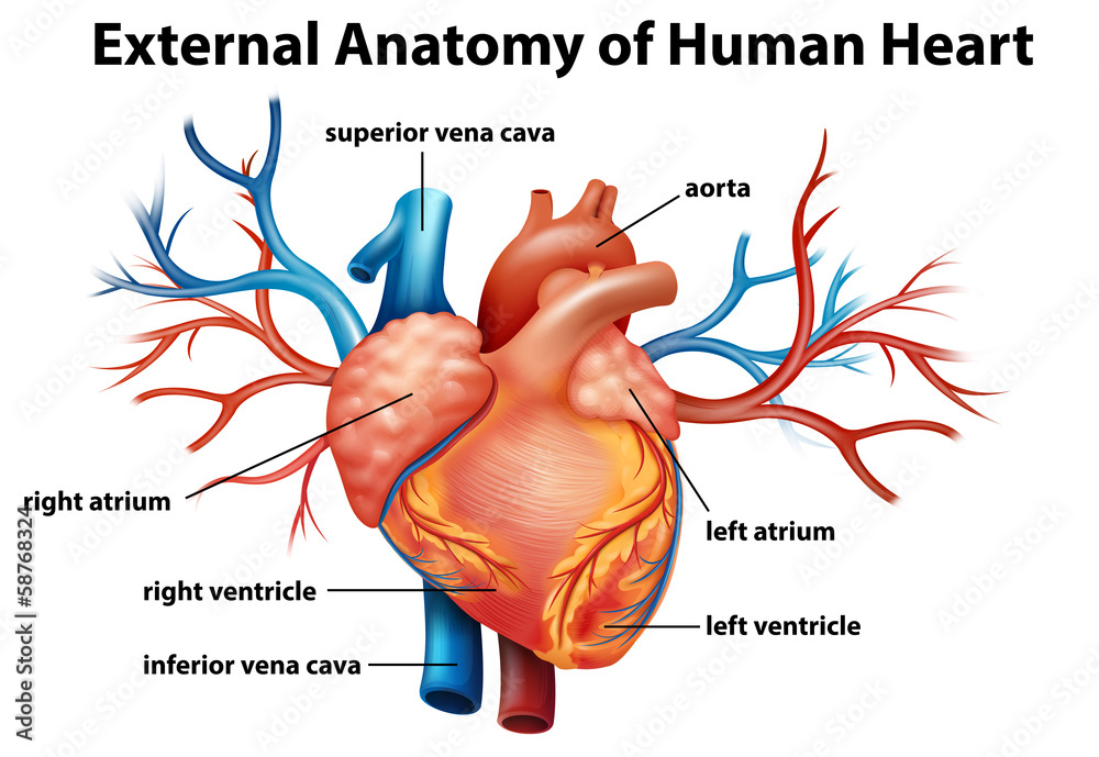 Anatomy of the human heart Stock Vector | Adobe Stock