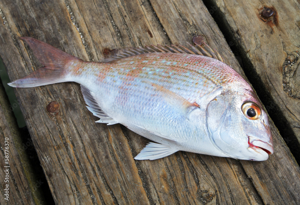 Red Snapper, Fisch Stock Photo | Adobe Stock