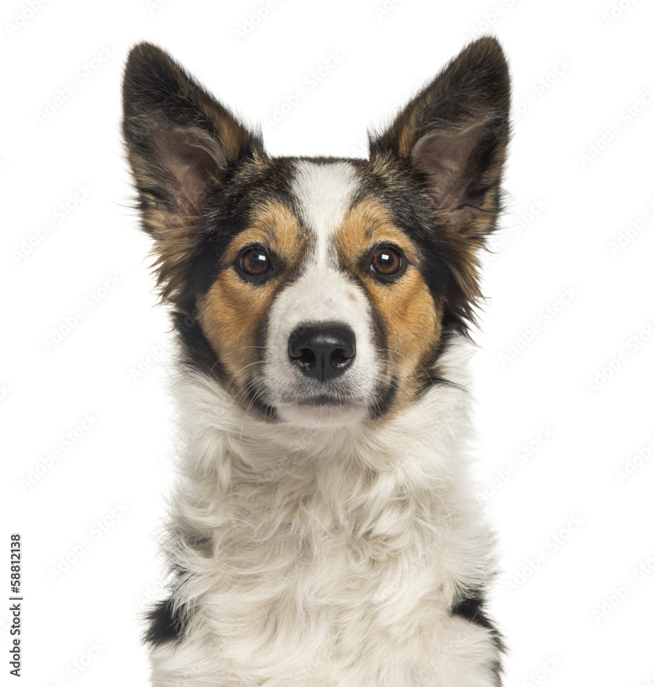 Close-up of a Border Collie, looking at the camera, isolated foto de ...