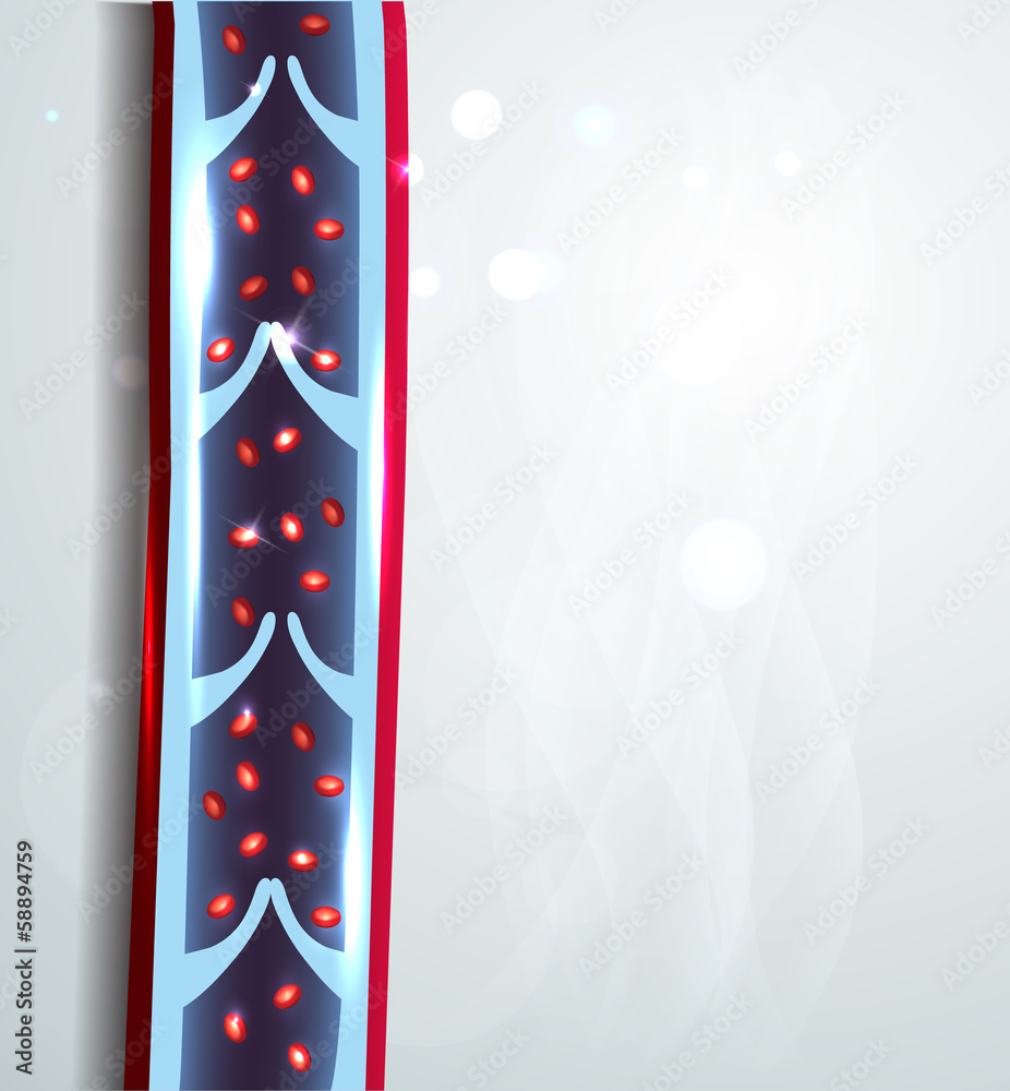 Human vein illustration. Vein cross section Stock Vector | Adobe Stock