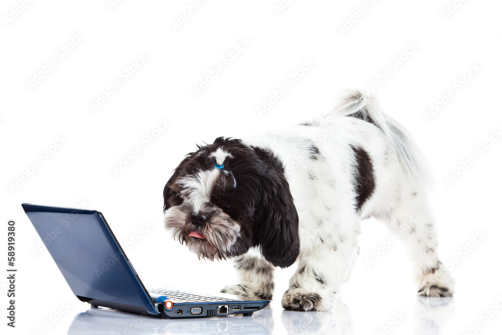 Shih tzu with computer isolated on white background dog Stock Photo ...