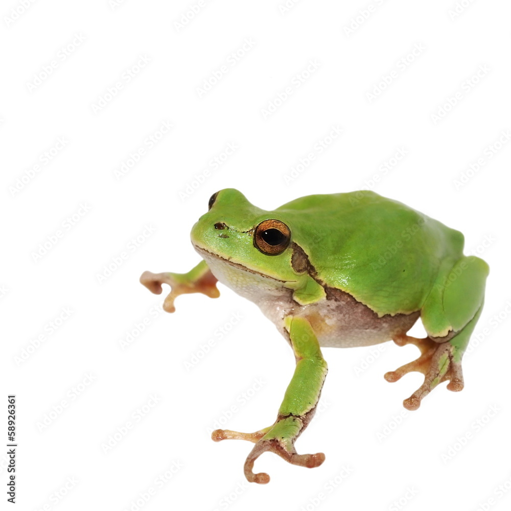 European tree frog isolated on white background, Hyla arborea Stock ...