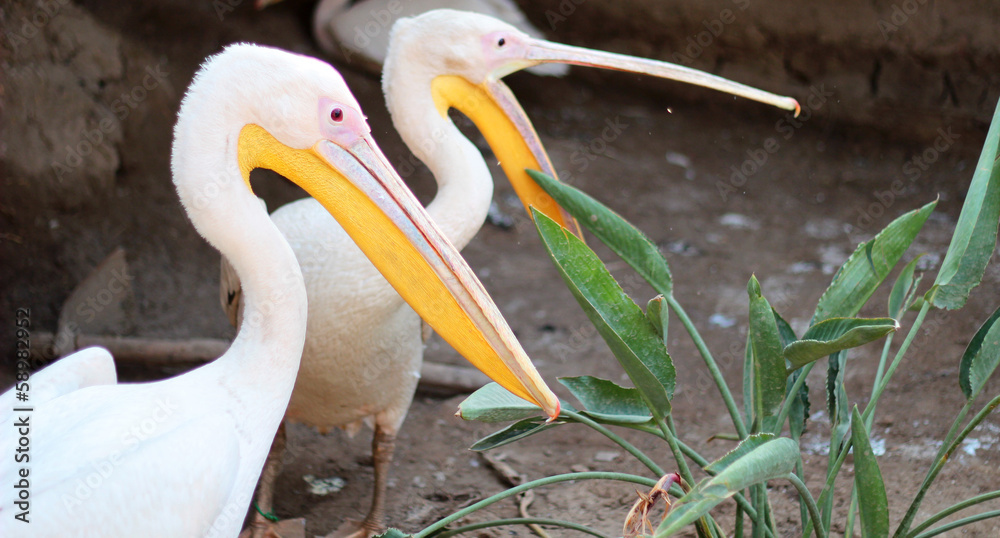 The Happy Swan/Photo of a beautiful Happy Swan Stock Photo | Adobe Stock