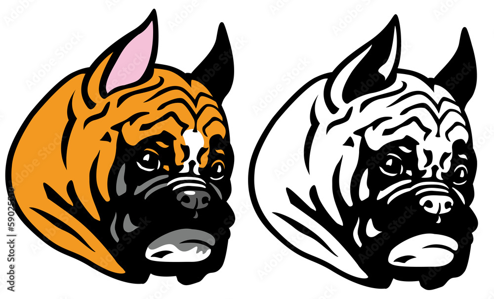 boxer head Stock Vector | Adobe Stock