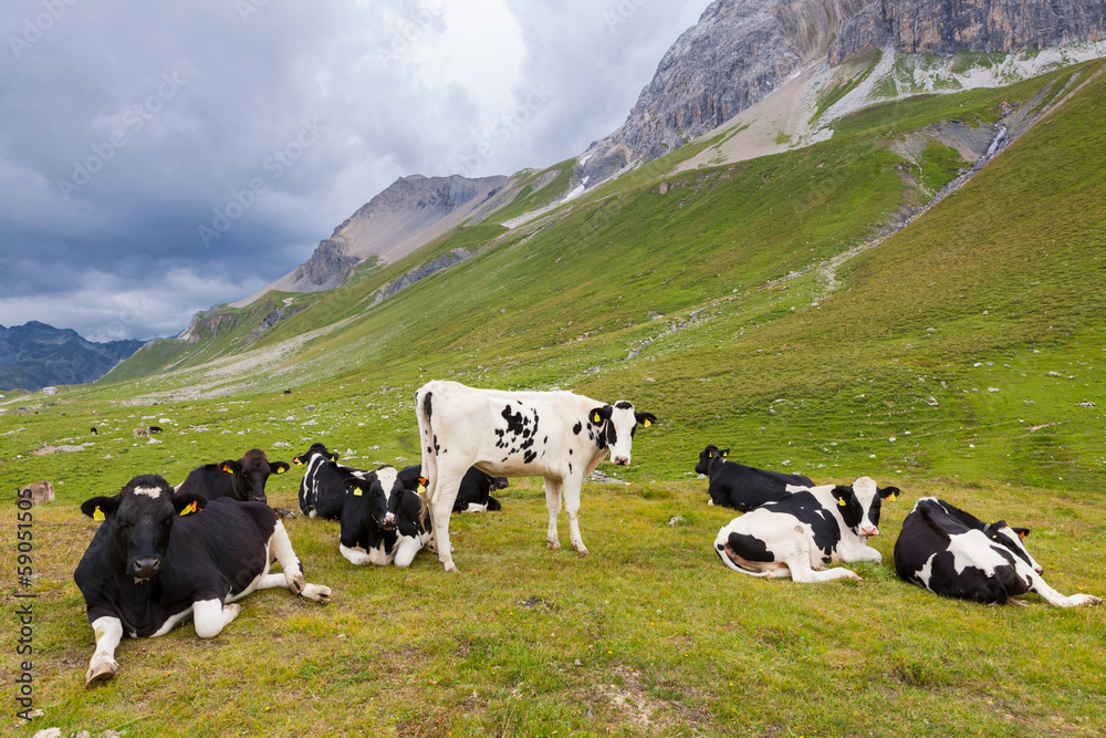 Foto Stock Mucche al pascolo, svizzera | Adobe Stock