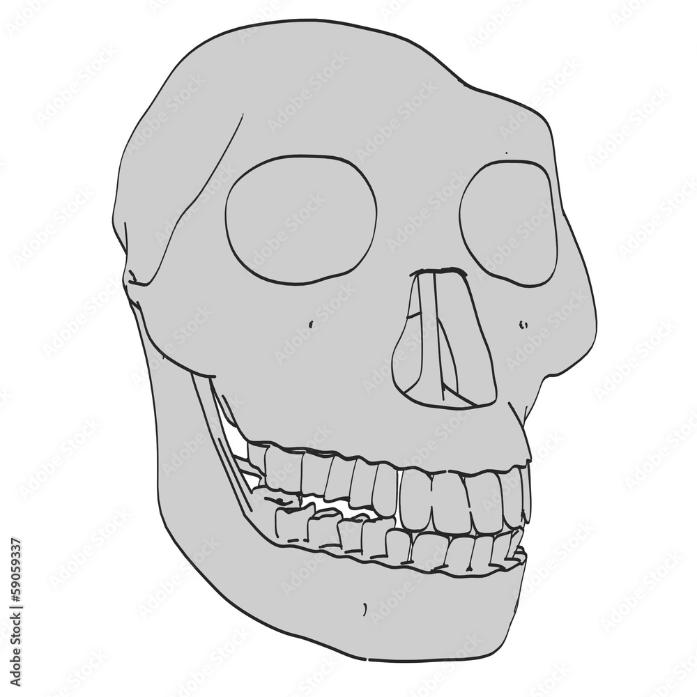 cartoon image of australopithecus skull Stock Illustration | Adobe Stock