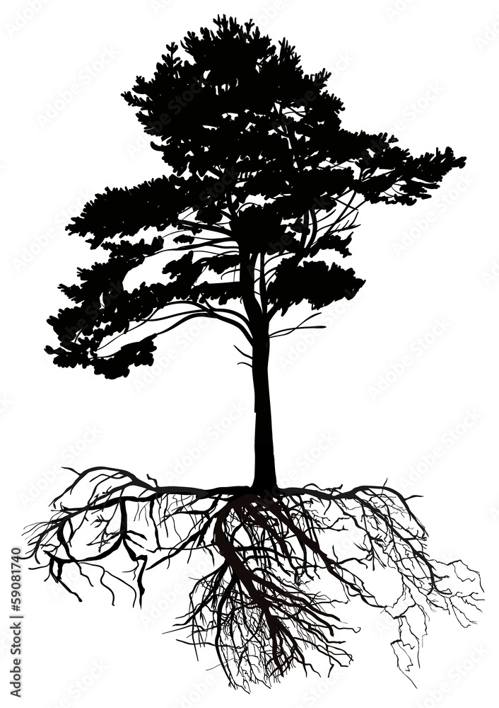 Pine Tree Roots Drawing
