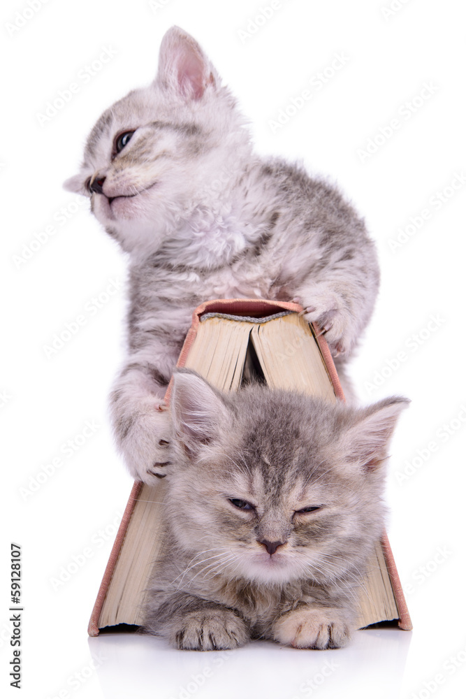 kittens with book Stock Photo | Adobe Stock