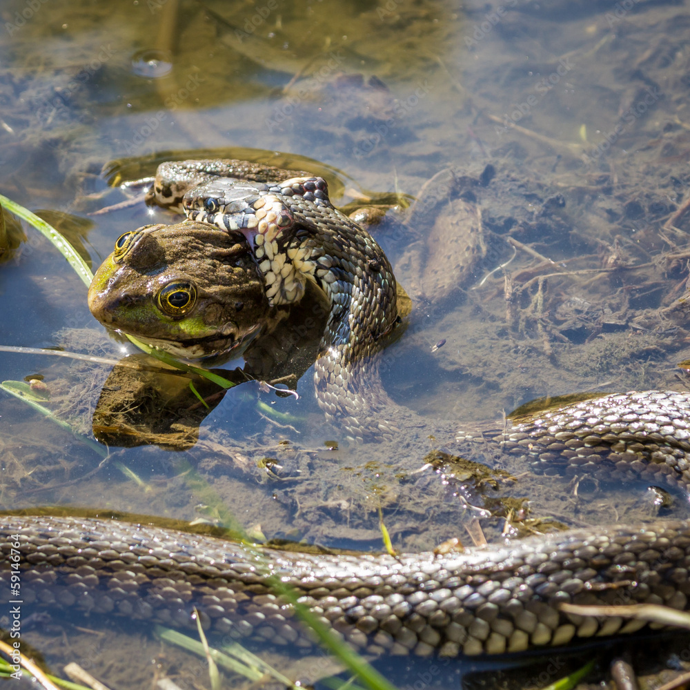 Frog Eating Snake