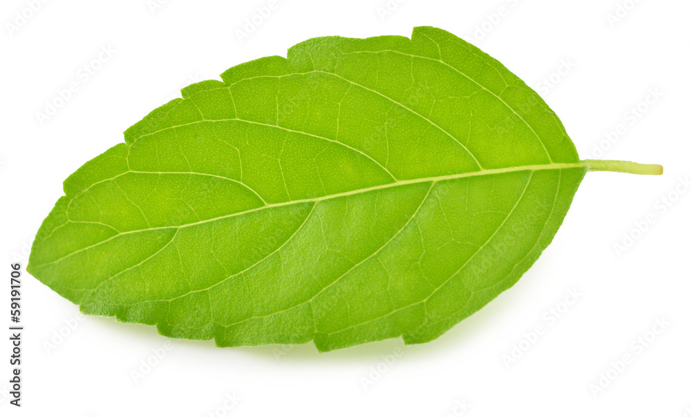 Tulsi Leaf Logo