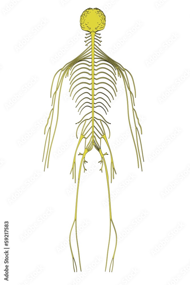 Nervous System Cartoon