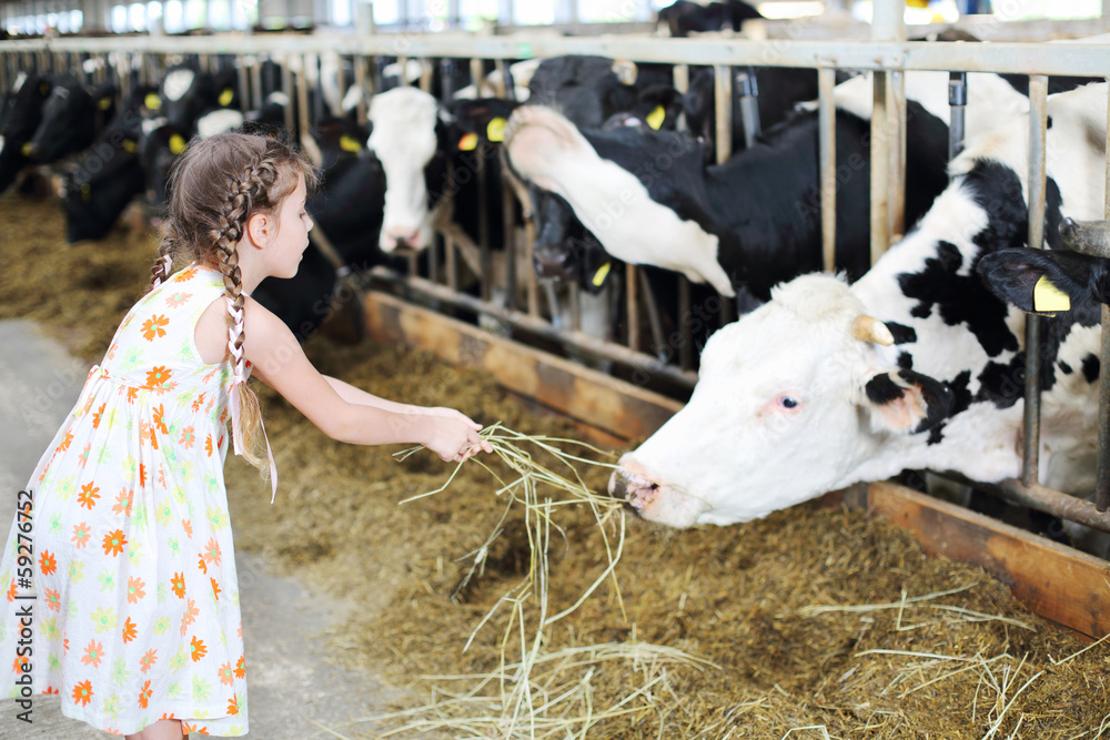 Cute little girl in dress gives hay for cow in long stall. Stock Photo ...