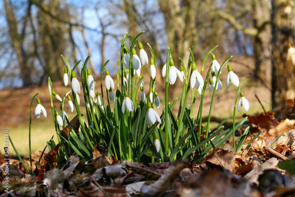Schneeglöckchen Stock-Foto | Adobe Stock