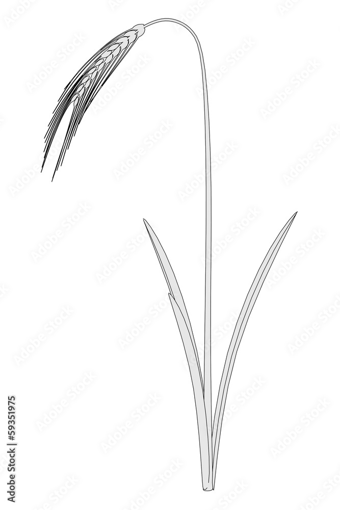 cartoon image of barley plant Stock Illustration | Adobe Stock