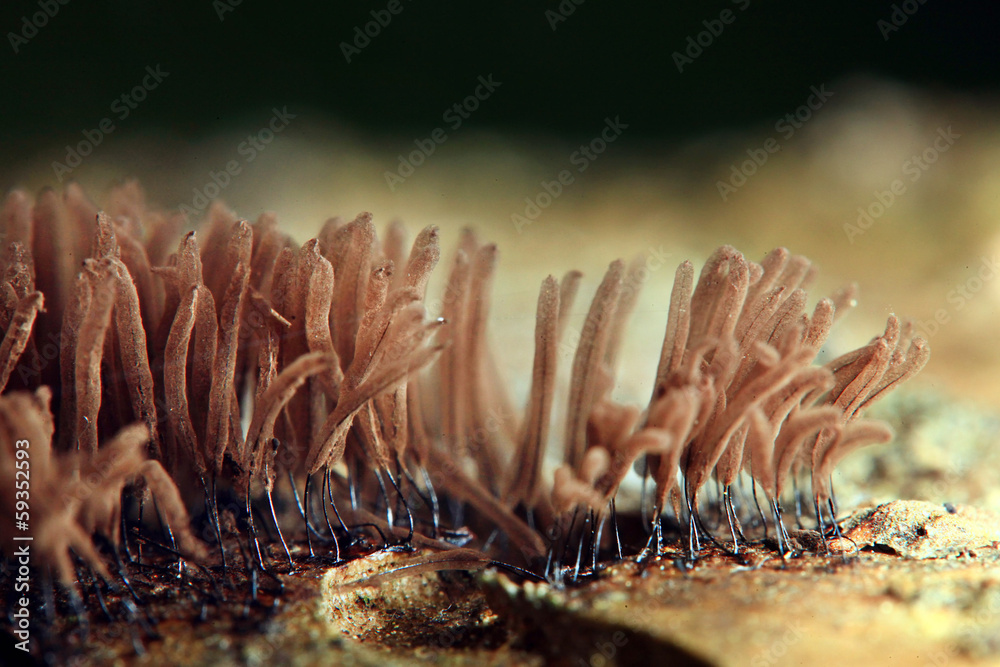 mycelium Stock Photo | Adobe Stock