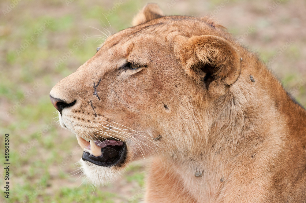 Lioness Face Side