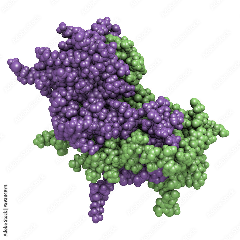 Interferon gamma (IFNg) cytokine molecule, chemical structure. Stock ...