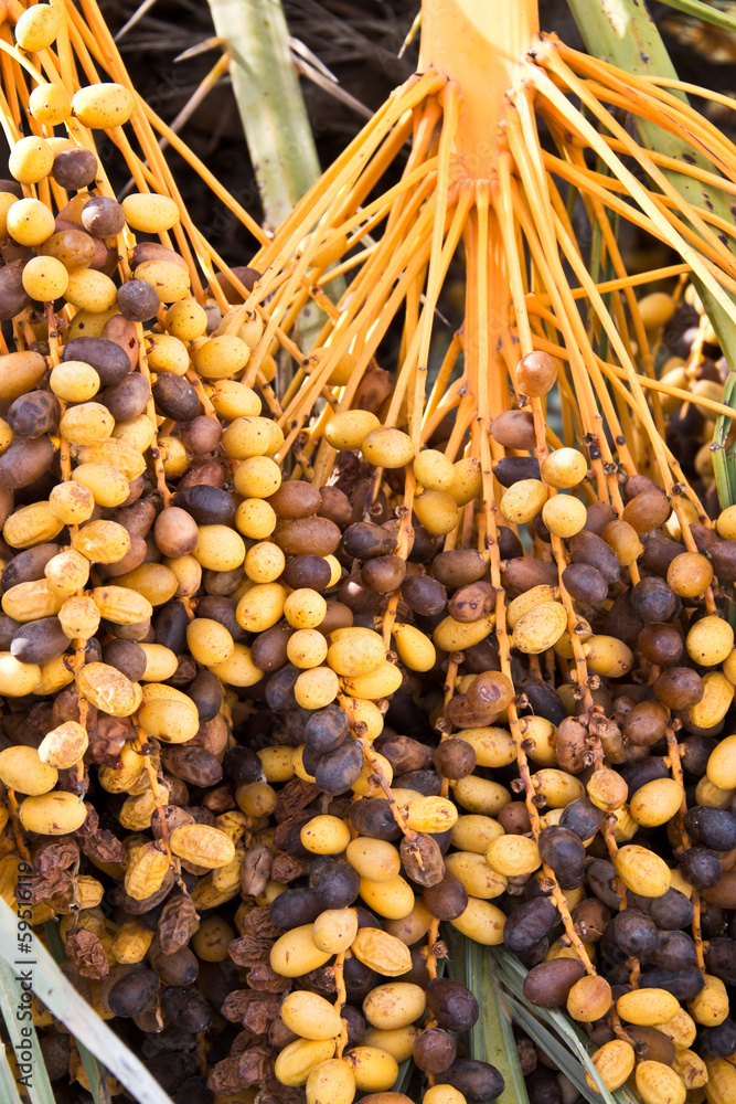 Grappe de dattes sur un palmier dattier foto de Stock | Adobe Stock