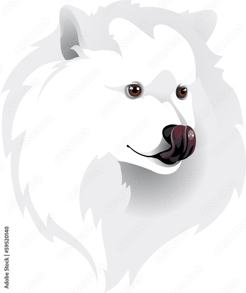 Samoyed dog breed Stock Vector | Adobe Stock