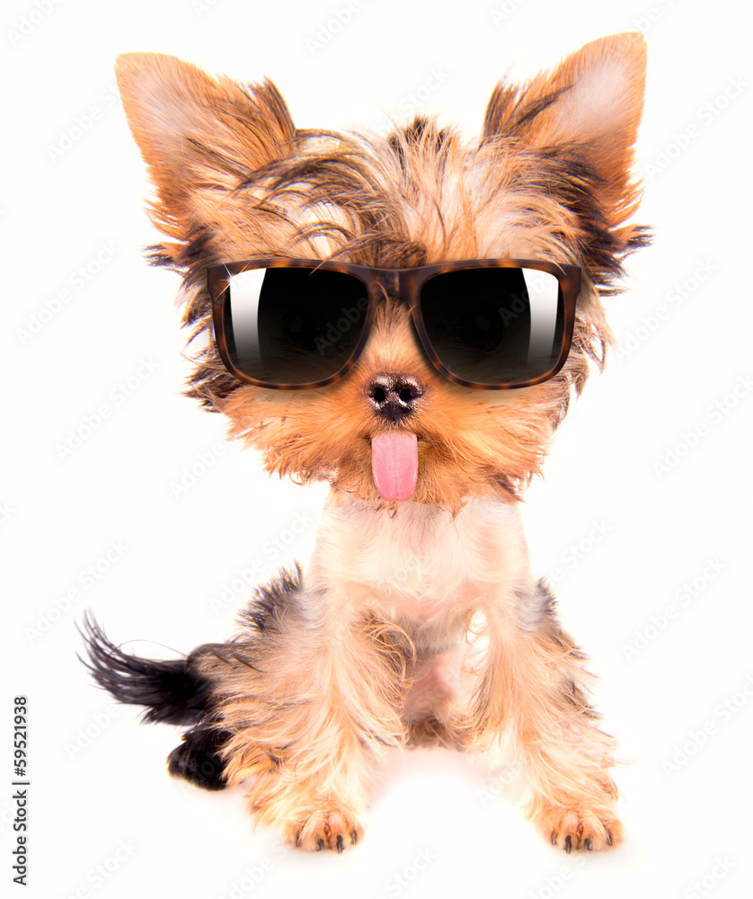 dog with shades Stock Photo | Adobe Stock