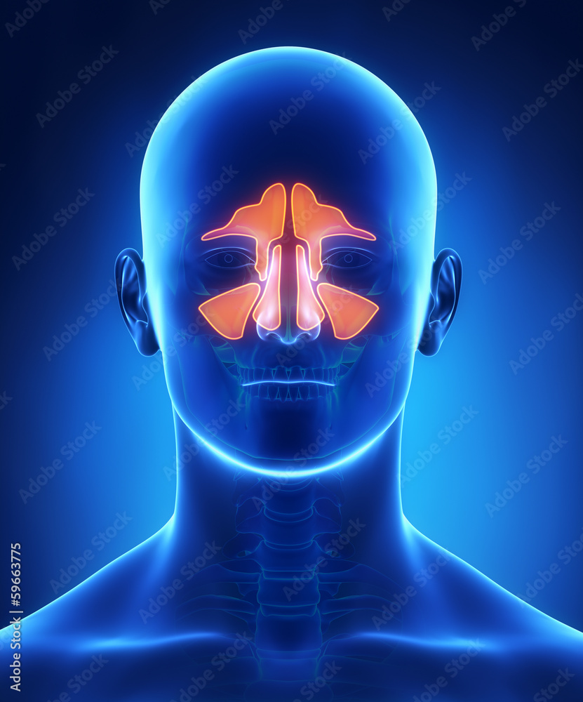 Sinuses anatomy Stock Illustration | Adobe Stock