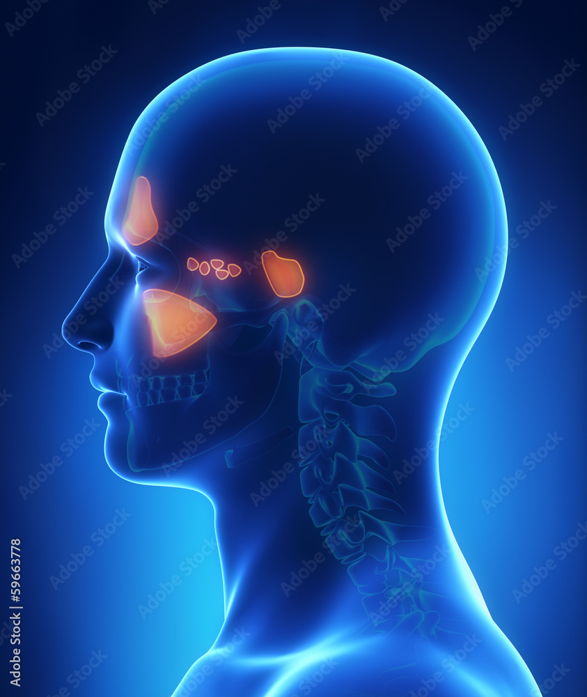 Sinus anatomy Stock Illustration | Adobe Stock