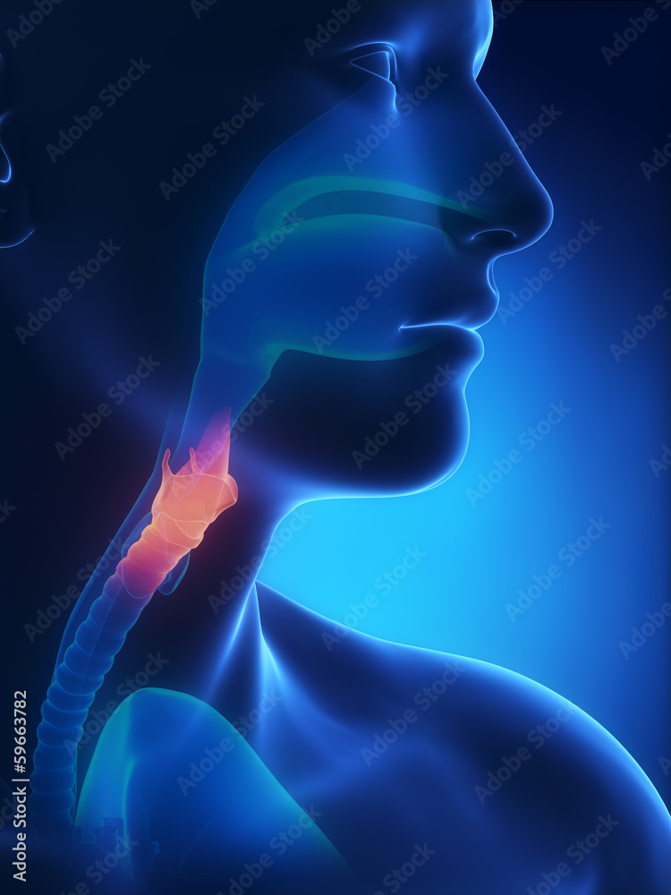 Larynx x-ray anatomy blue Stock Illustration | Adobe Stock