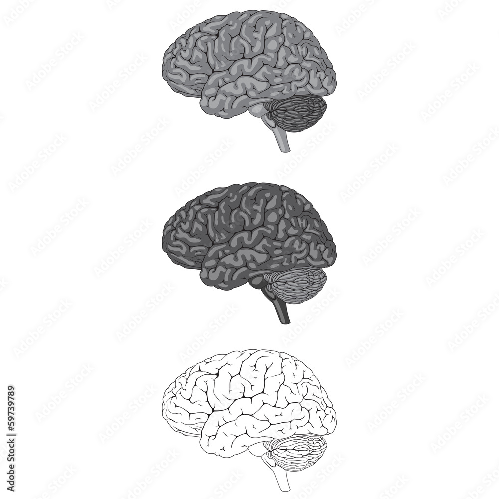 Human Brain Gray Stock Vector | Adobe Stock