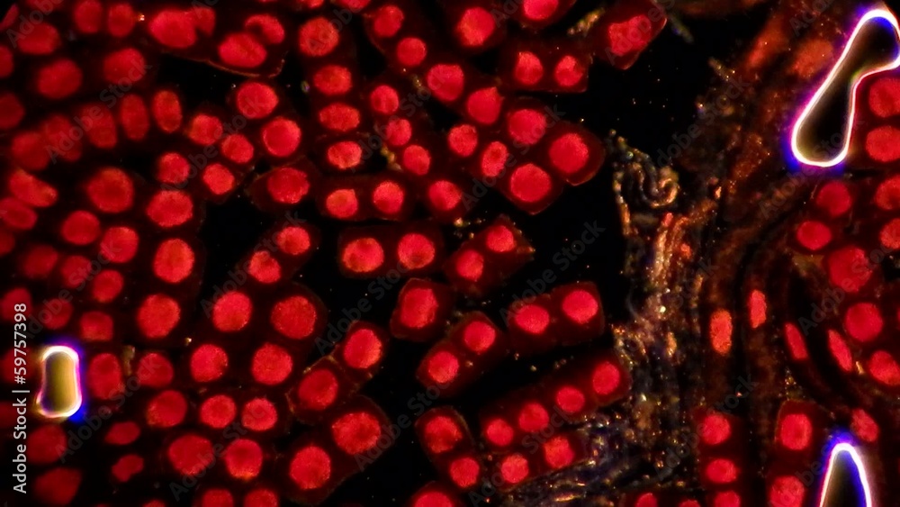 Full HD. Many living dividing cells under microscope, magnification ...