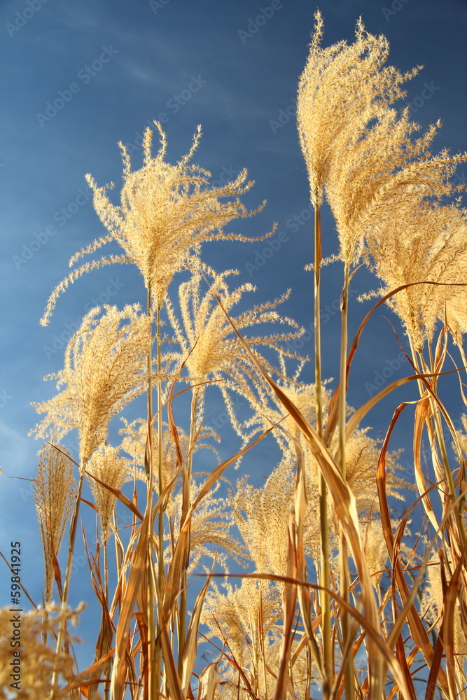 Chinaschilf / Zebragras / Miscanthus sinensis Stock Photo | Adobe Stock