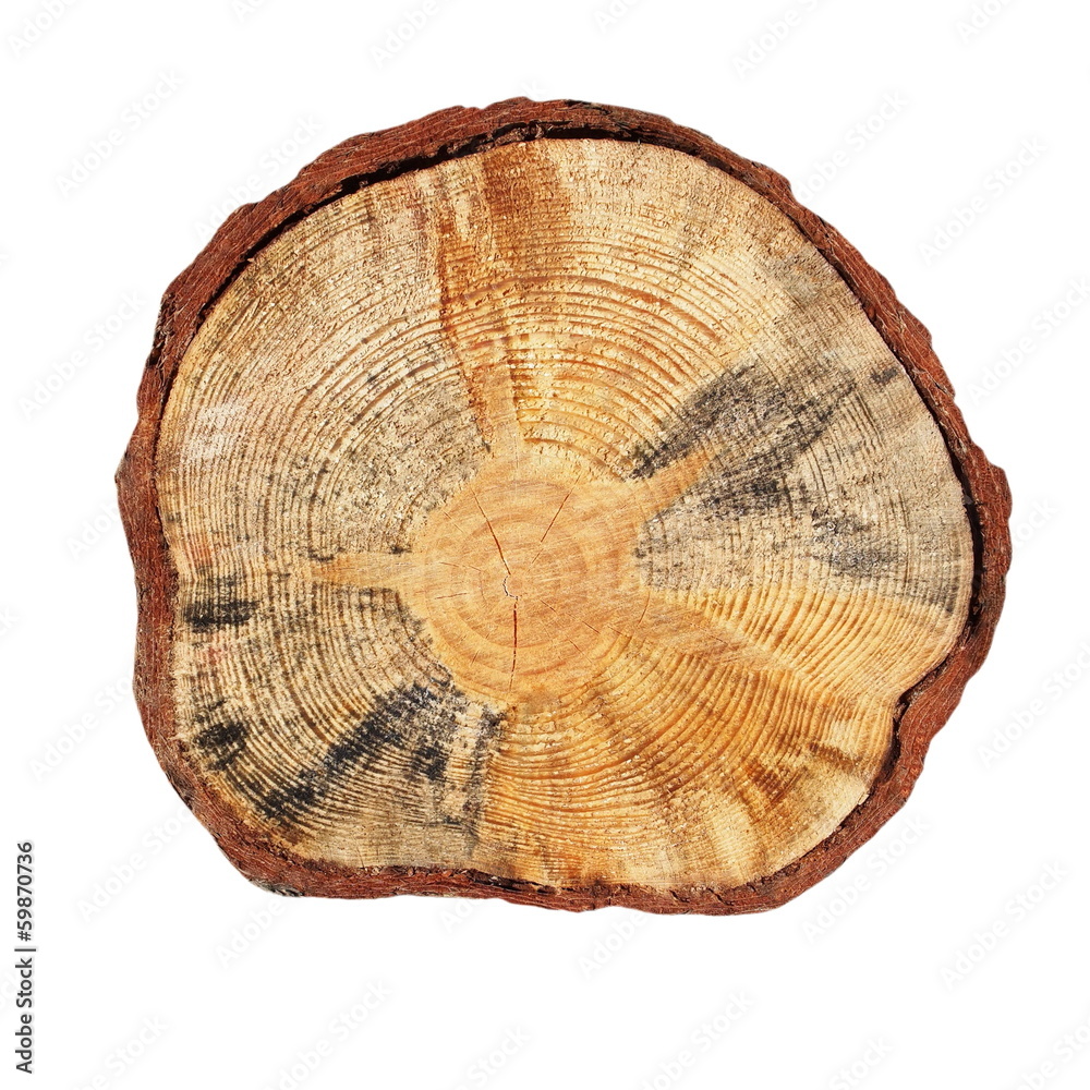 Cross section of tree trunk isolated on white background Stock Photo ...