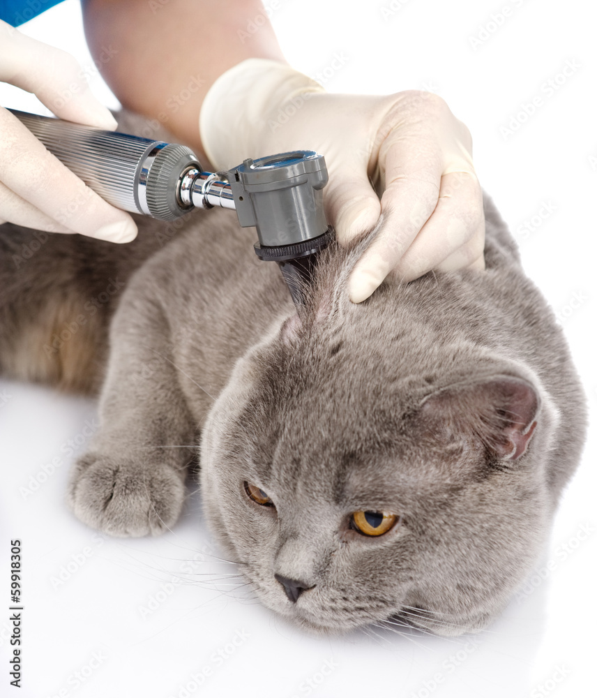 Vet examining a dog's ear with an otoscope. isolated on white Stock ...