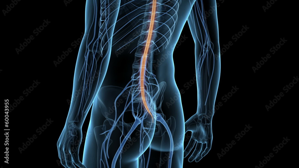 Medical animation - spinal cord Stock Video | Adobe Stock