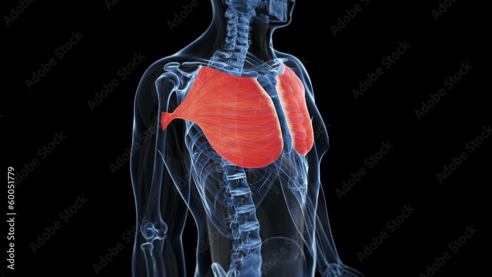 Medical animation - highlighted muscle - pectoralis major Stock Video ...