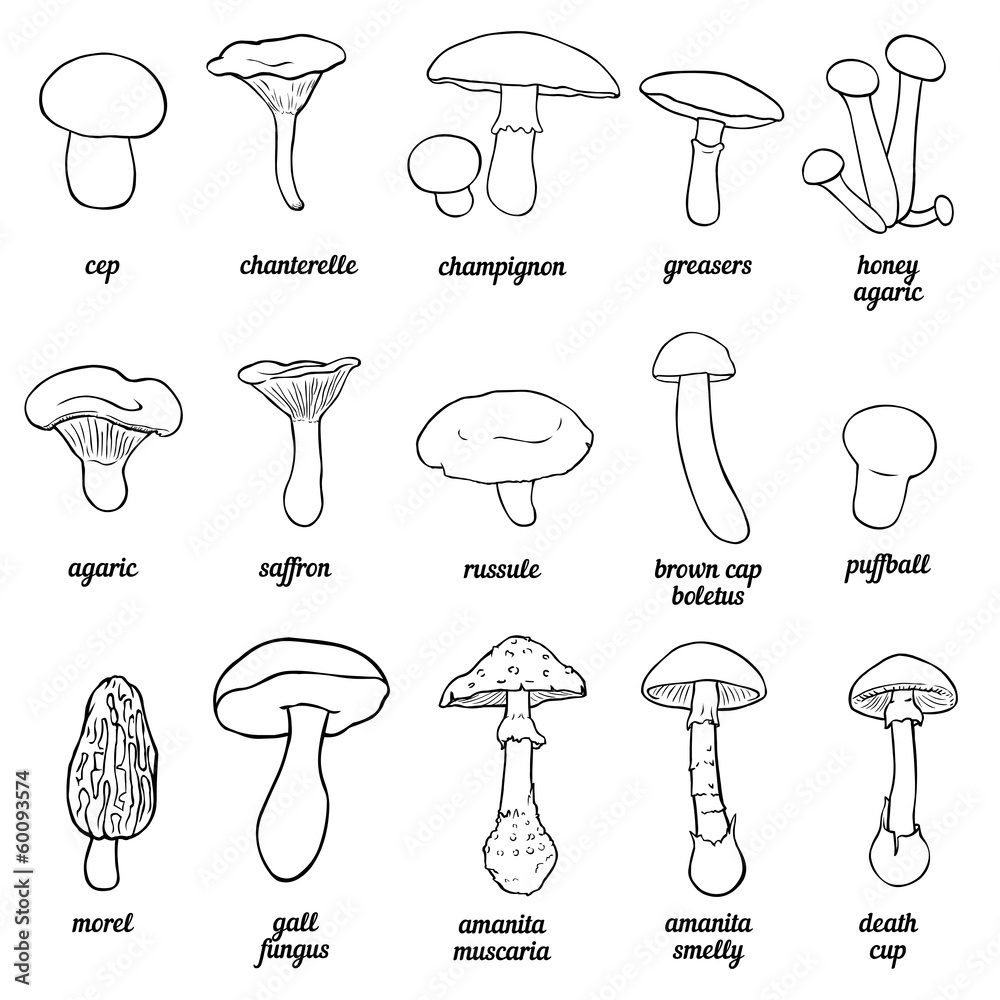 vector set of outline illustration - mushrooms Stock Vector | Adobe Stock