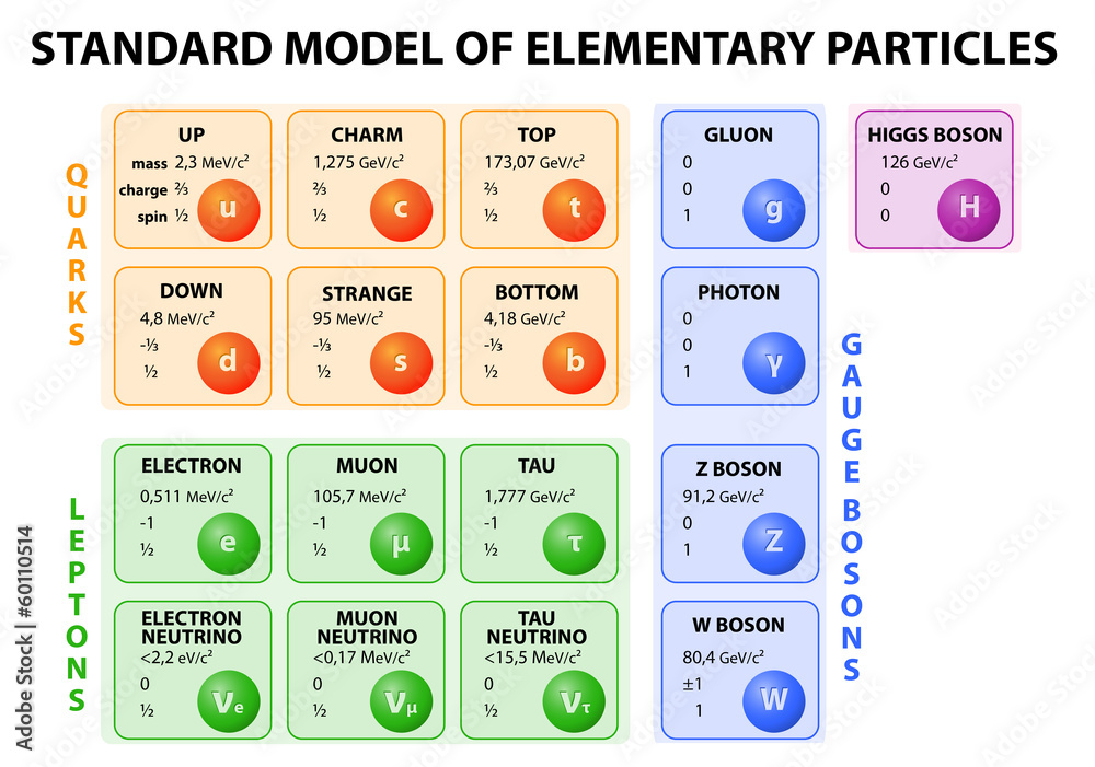 Standard model of elementary particles Stock Vector | Adobe Stock