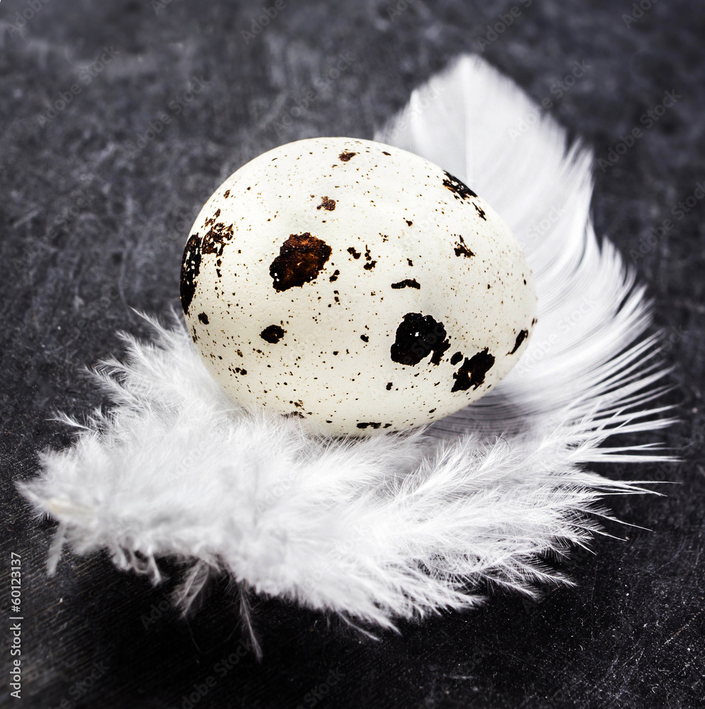 One spotted quail egg with a white feather on dark textured bac Stock ...