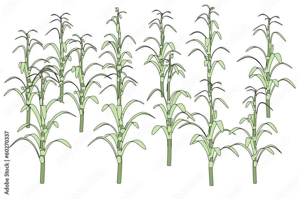 Corn Stalk Cartoon