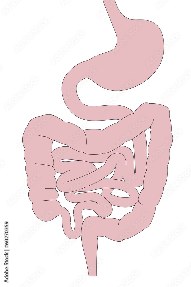 cartoon image of digestive system Stock Illustration | Adobe Stock