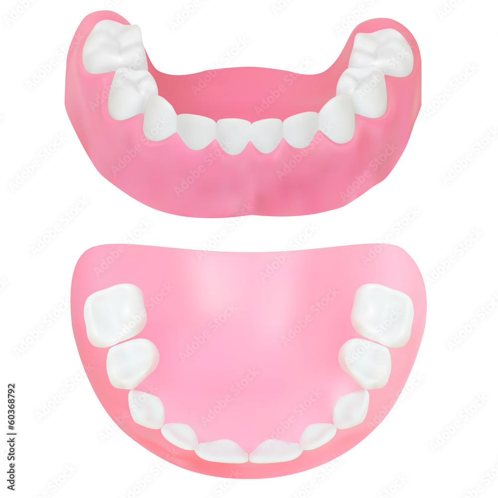 Set of Teeth of the lower jaw. Vector illustration Stock Vector | Adobe ...